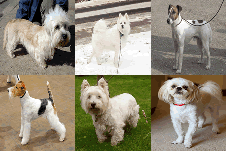 Good Small Watchdogs Best For Families & People Living Alone